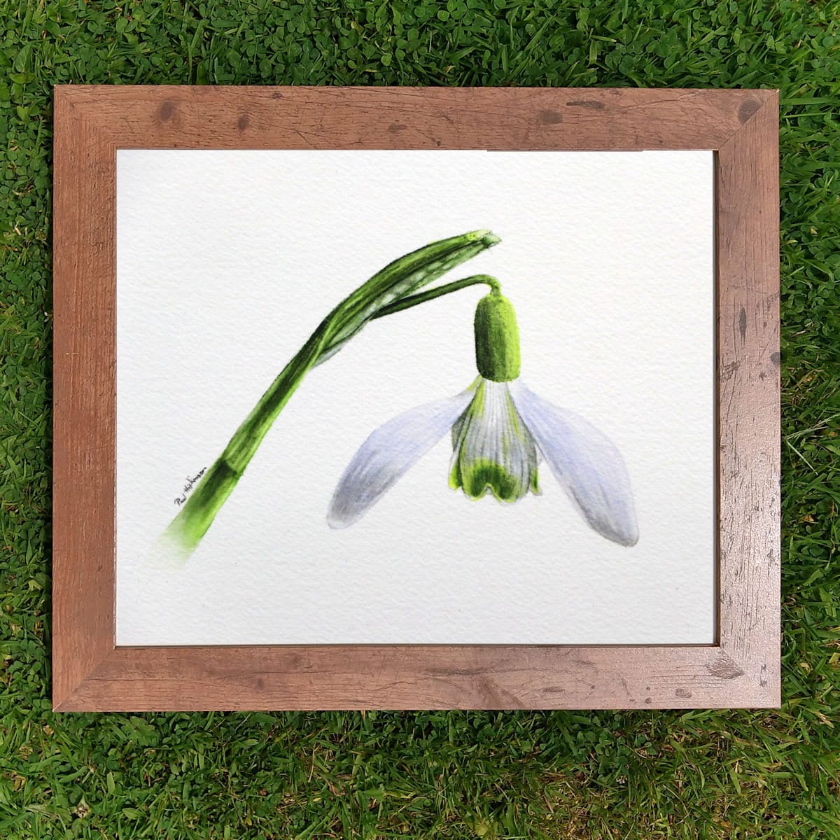 ORIGINAL Watercolour Snowdrop Painting, Realistic Botanical ...