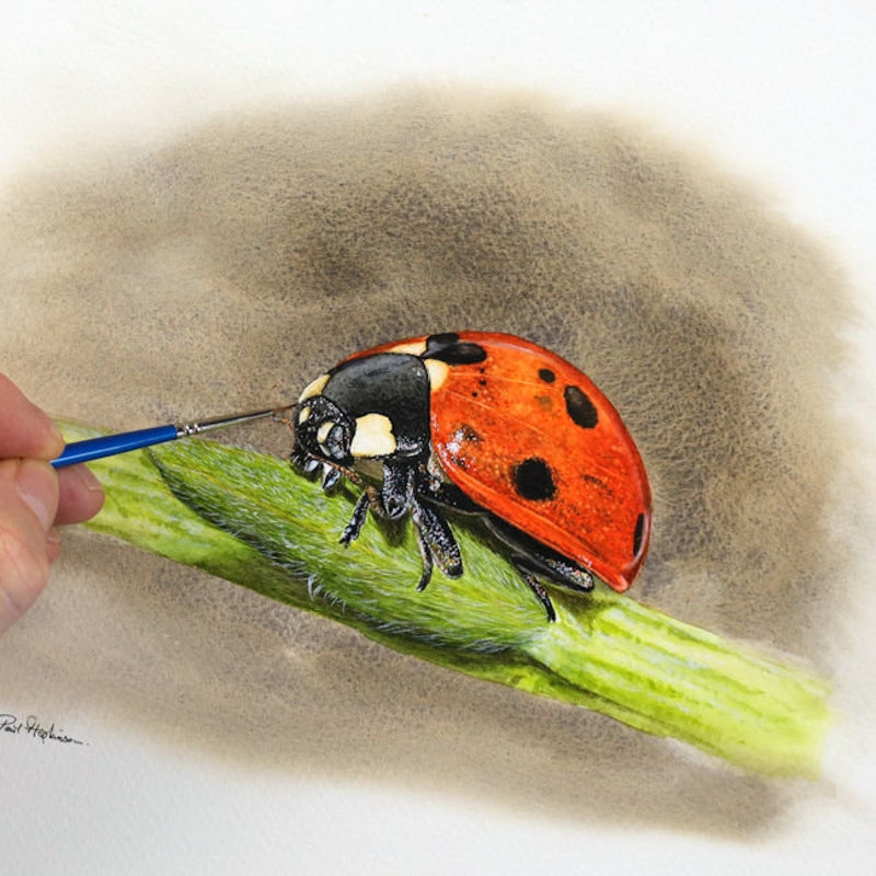 Watercolor Ladybug - Etsy