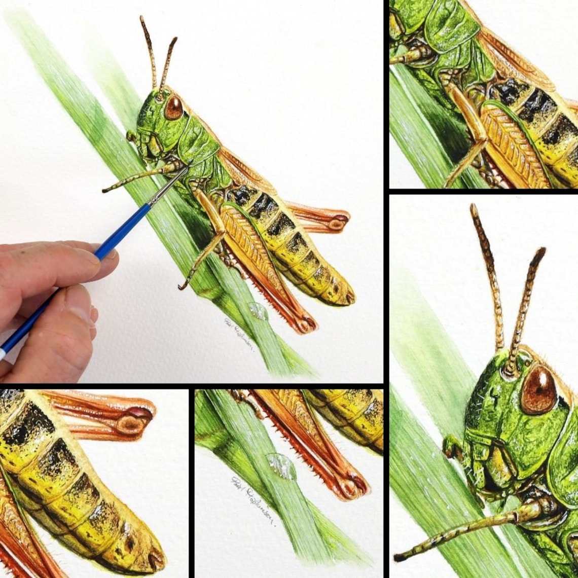 ORIGINAL Watercolour Grasshopper Painting Watercolor Insect | Etsy