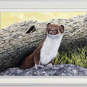 How to Paint Realistic Animals, Stoat Watercolor Painting, Watercolour ...