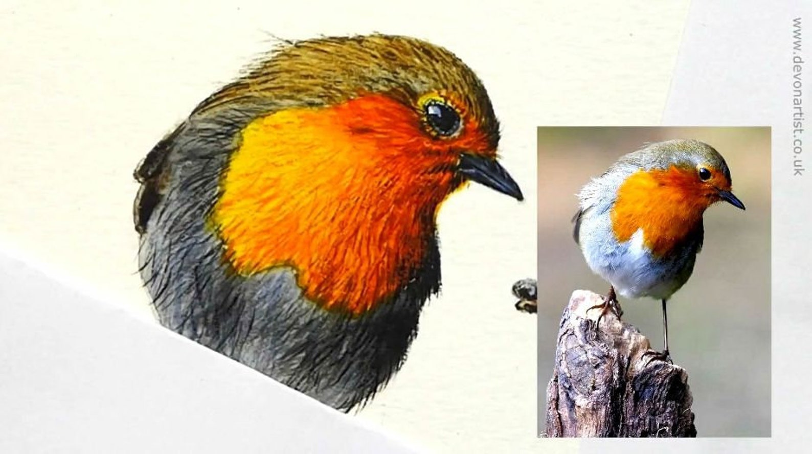 Paint a Realistic Robin in Watercolour Step by Step PDF by | Etsy