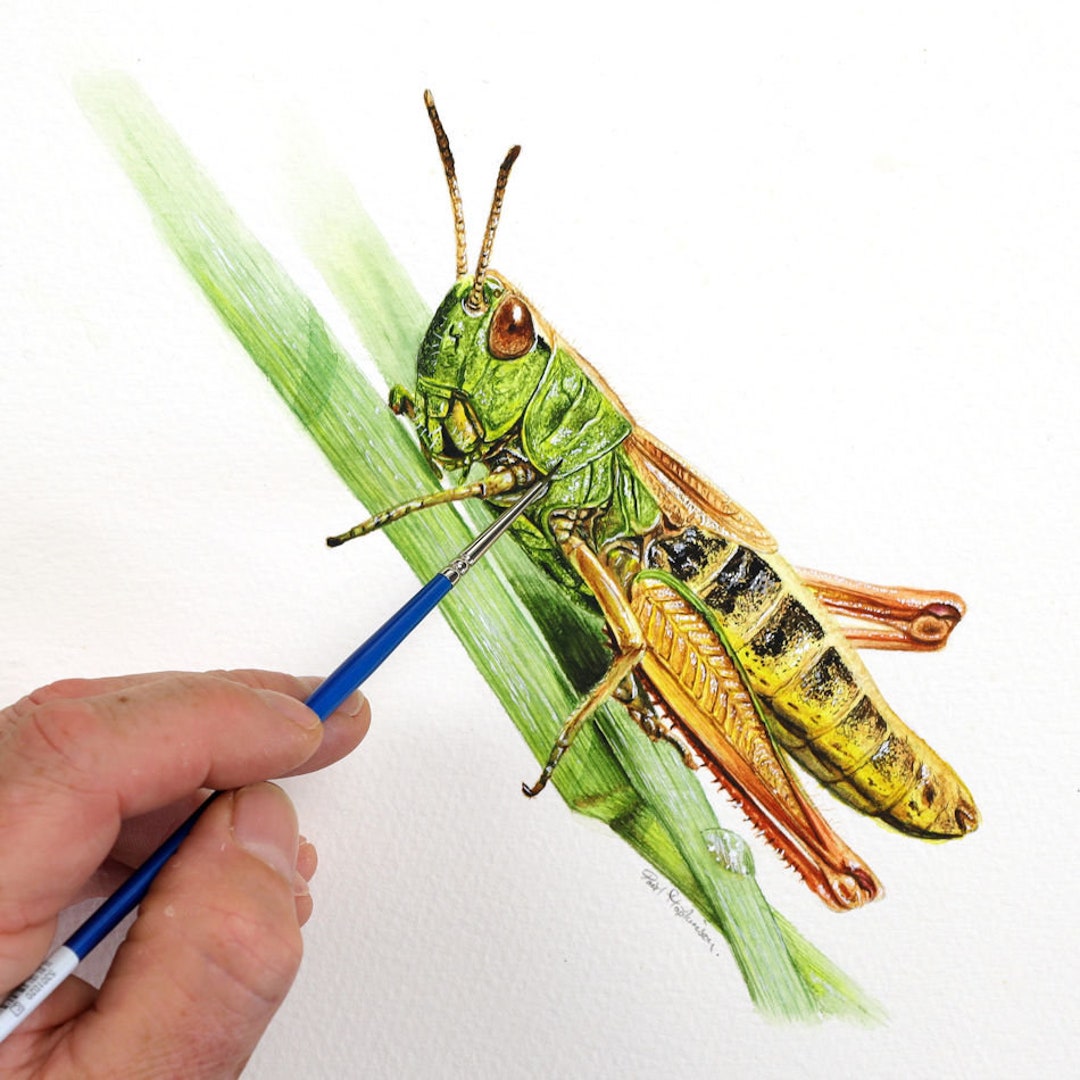 How To Draw Grasshopper Wings