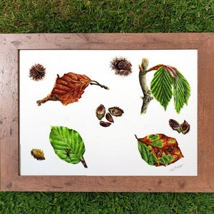 ORIGINAL Watercolor Beech Tree Study, Botanical Watercolour ...