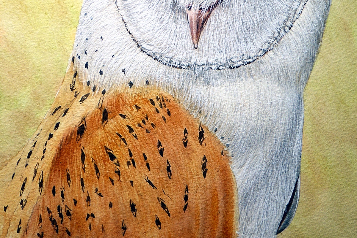 Step by Step Owl Painting Learn to Paint Watercolor Tutorial | Etsy