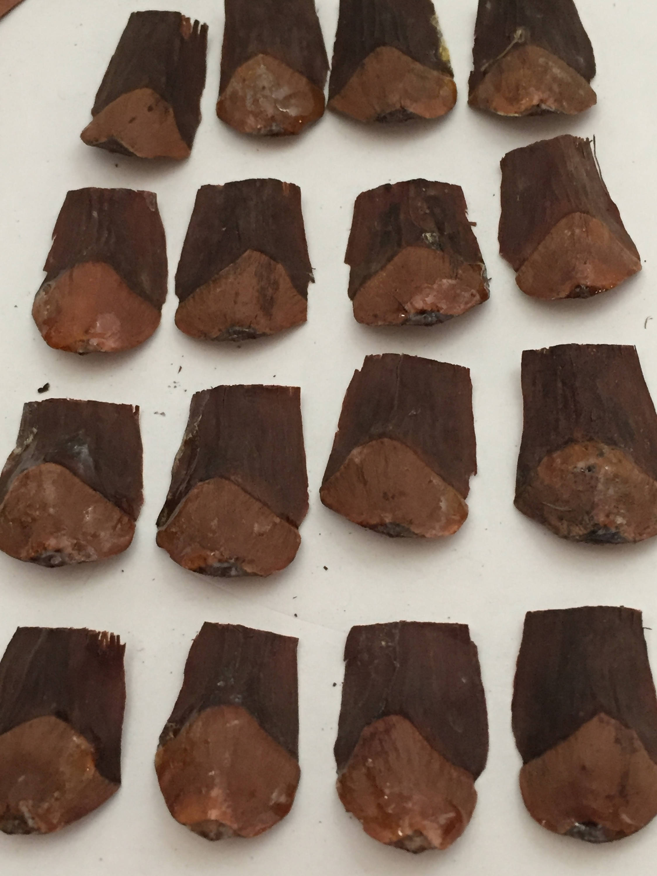 Pine Cone Scales- 200 - Etsy