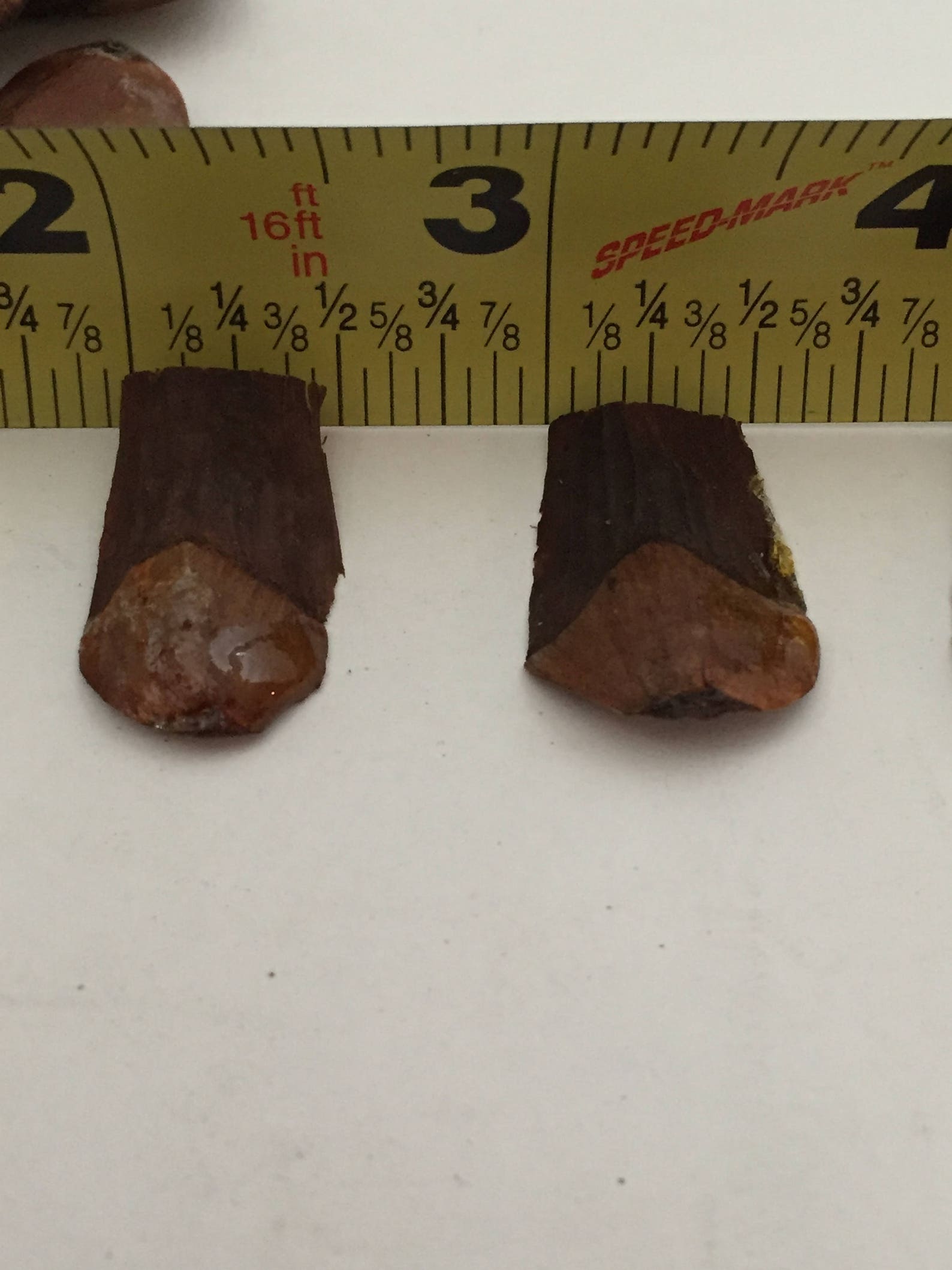 Pine Cone Scales- 200 - Etsy