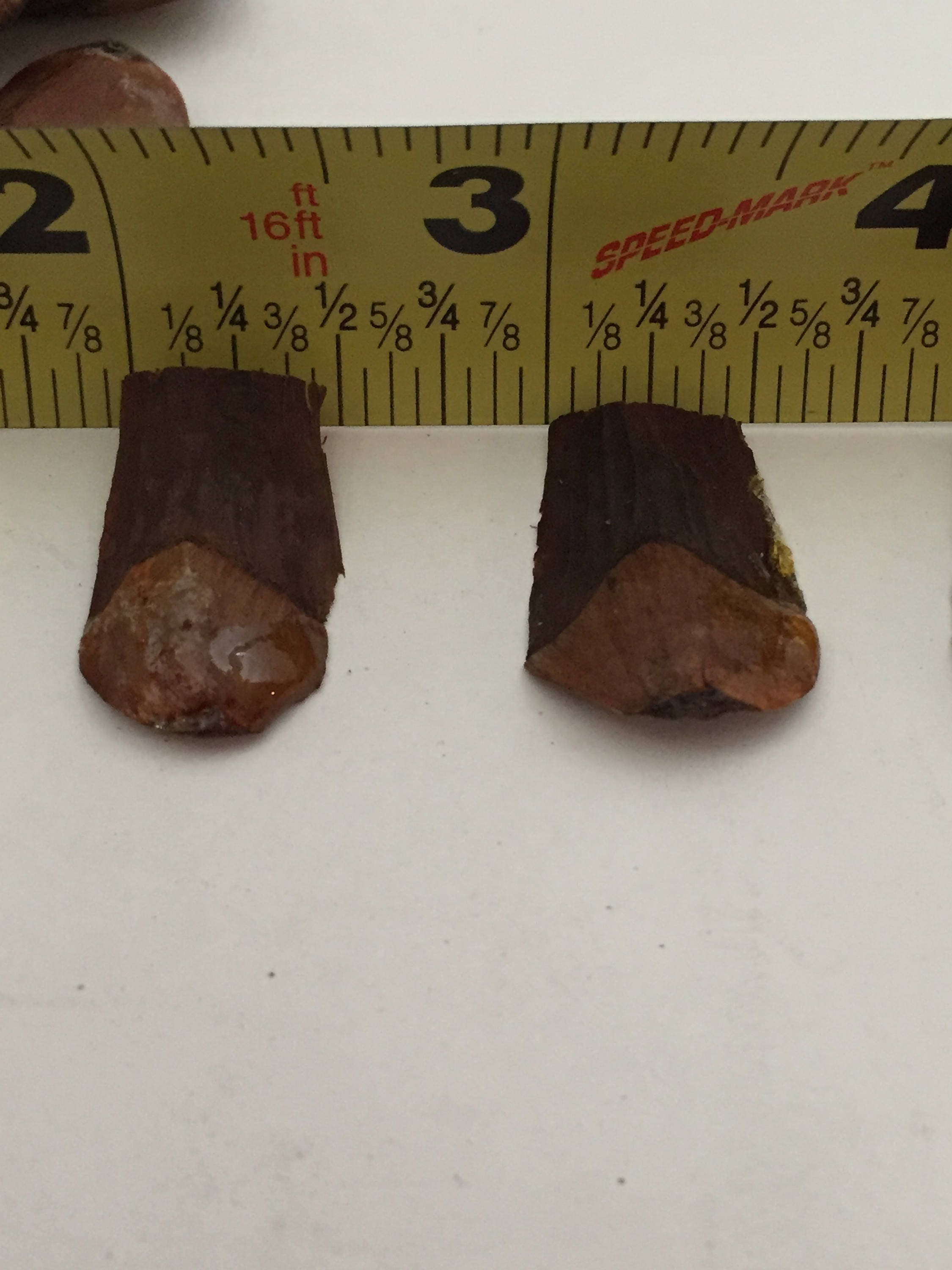 Pine Cone Scales- 200 - Etsy