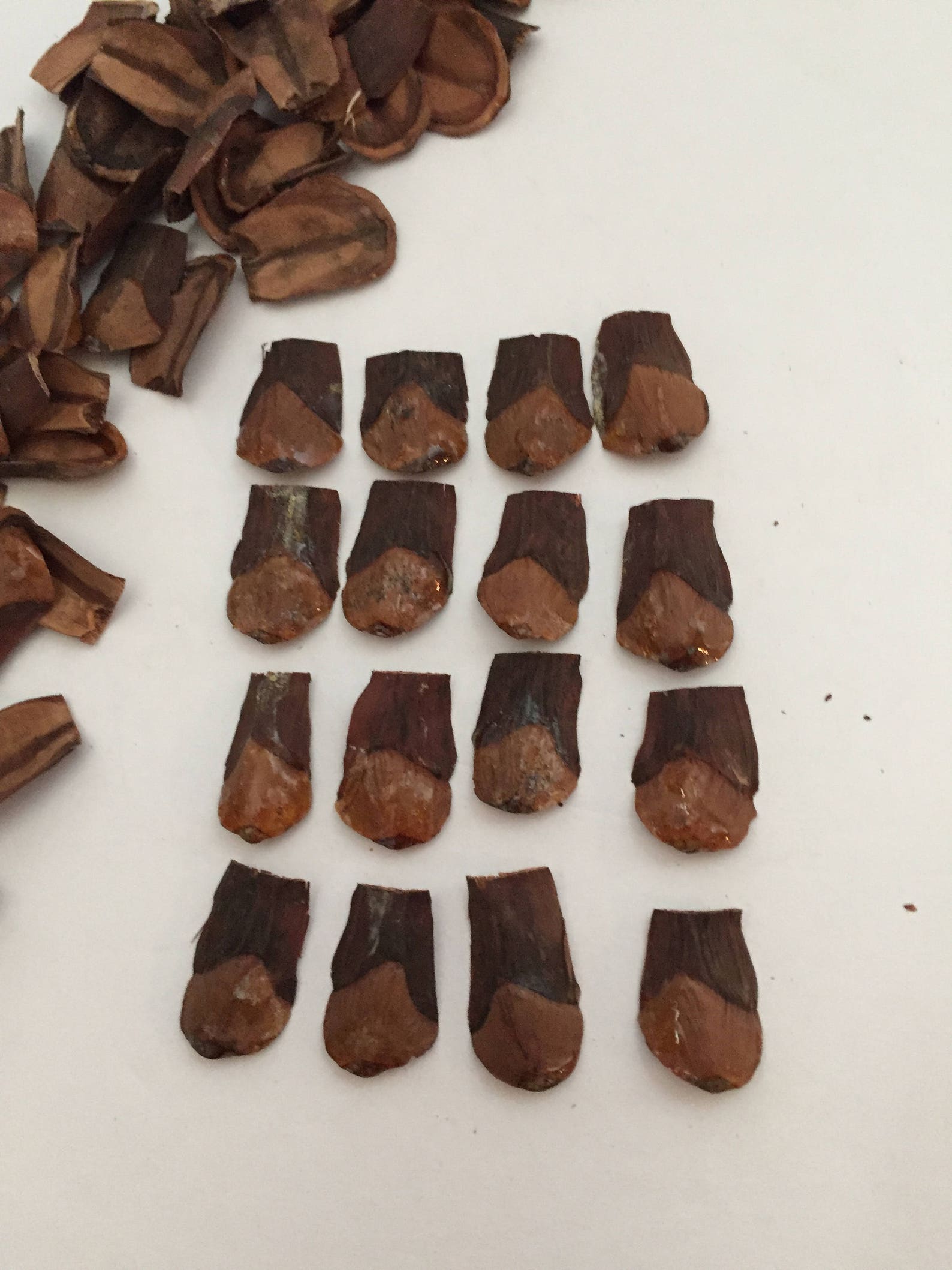 Pine Cone Scales- 200 - Etsy