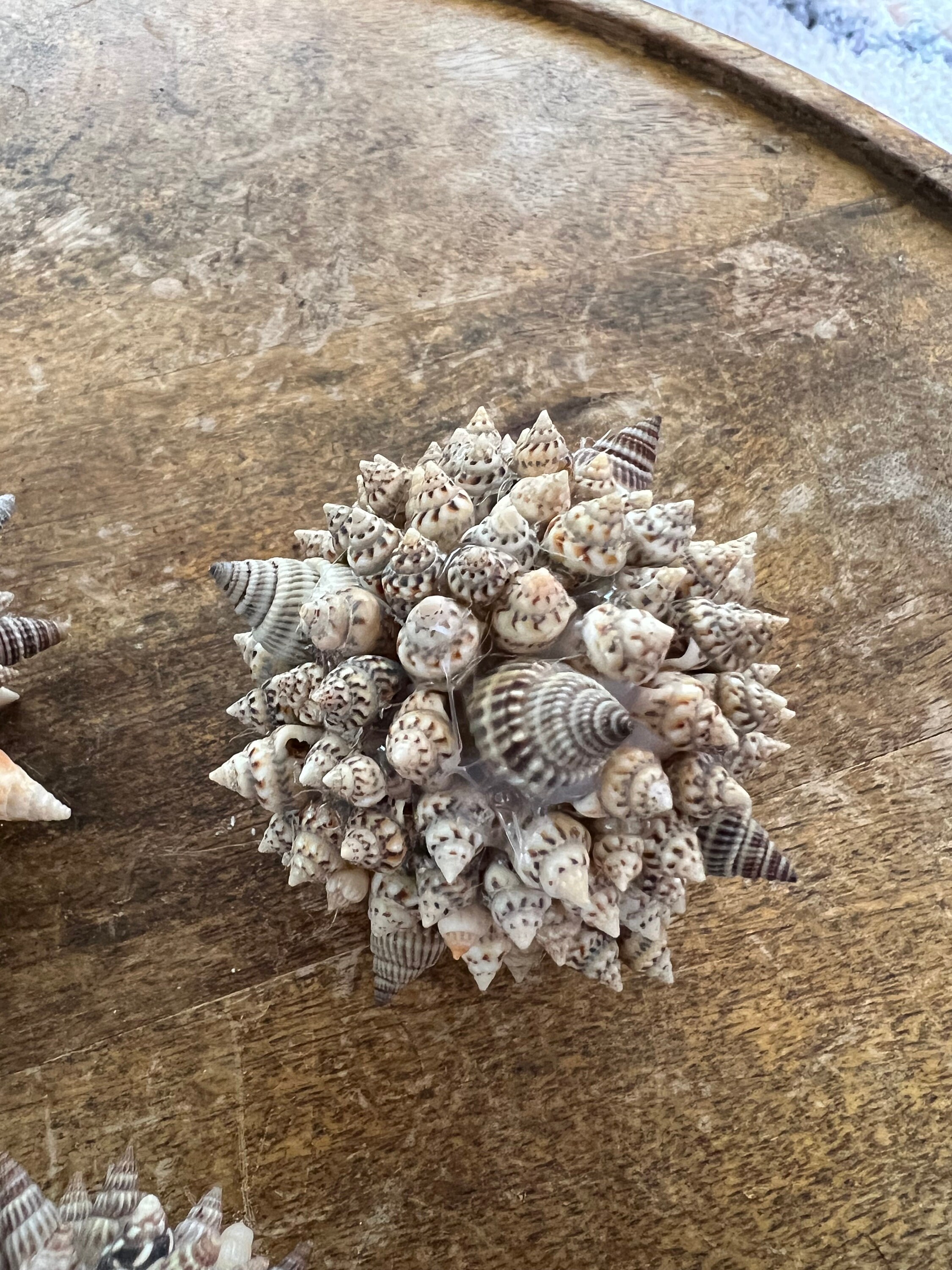 Sea Shell Orbs - Etsy