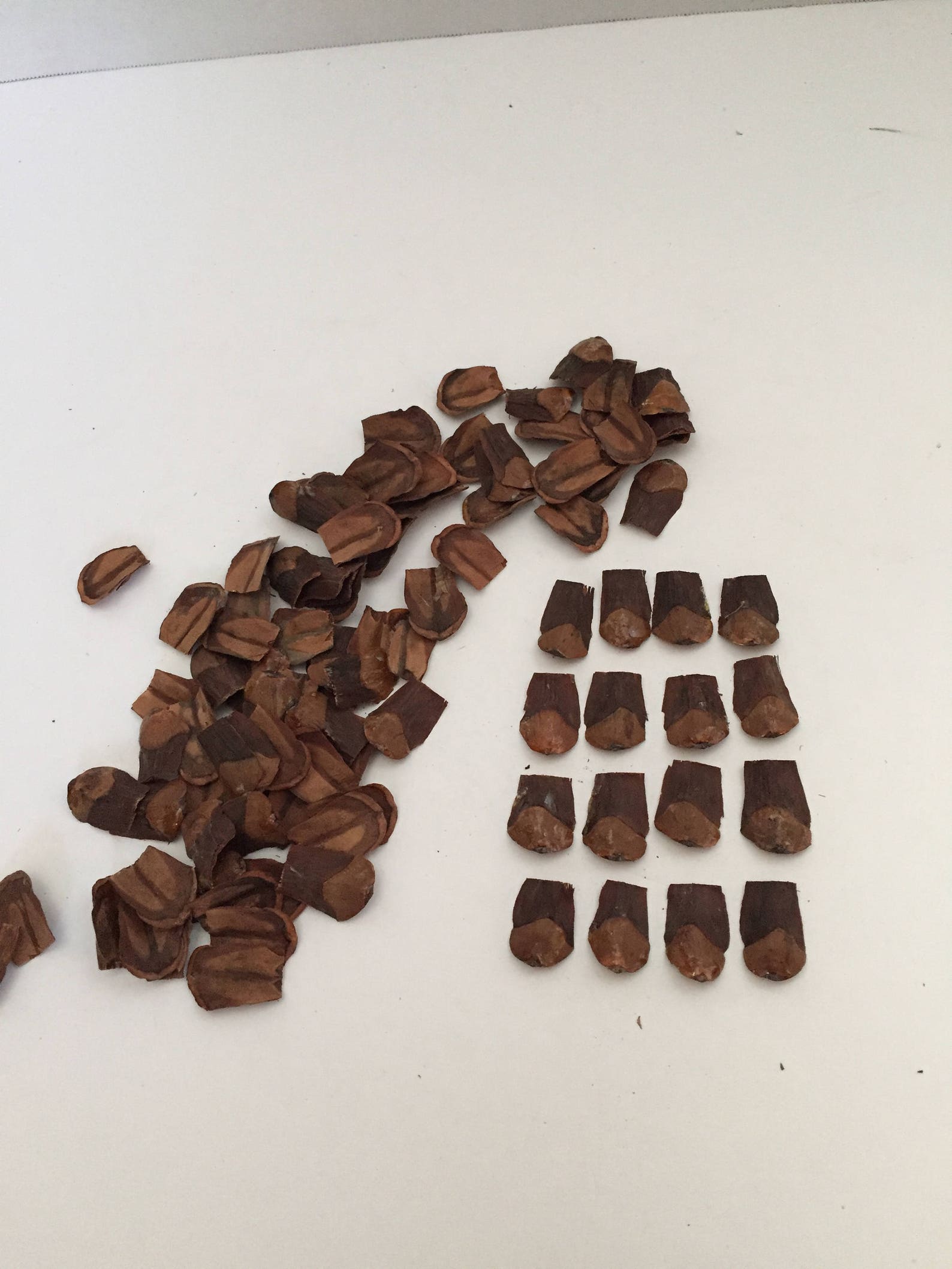 Pine Cone Scales- 200 - Etsy