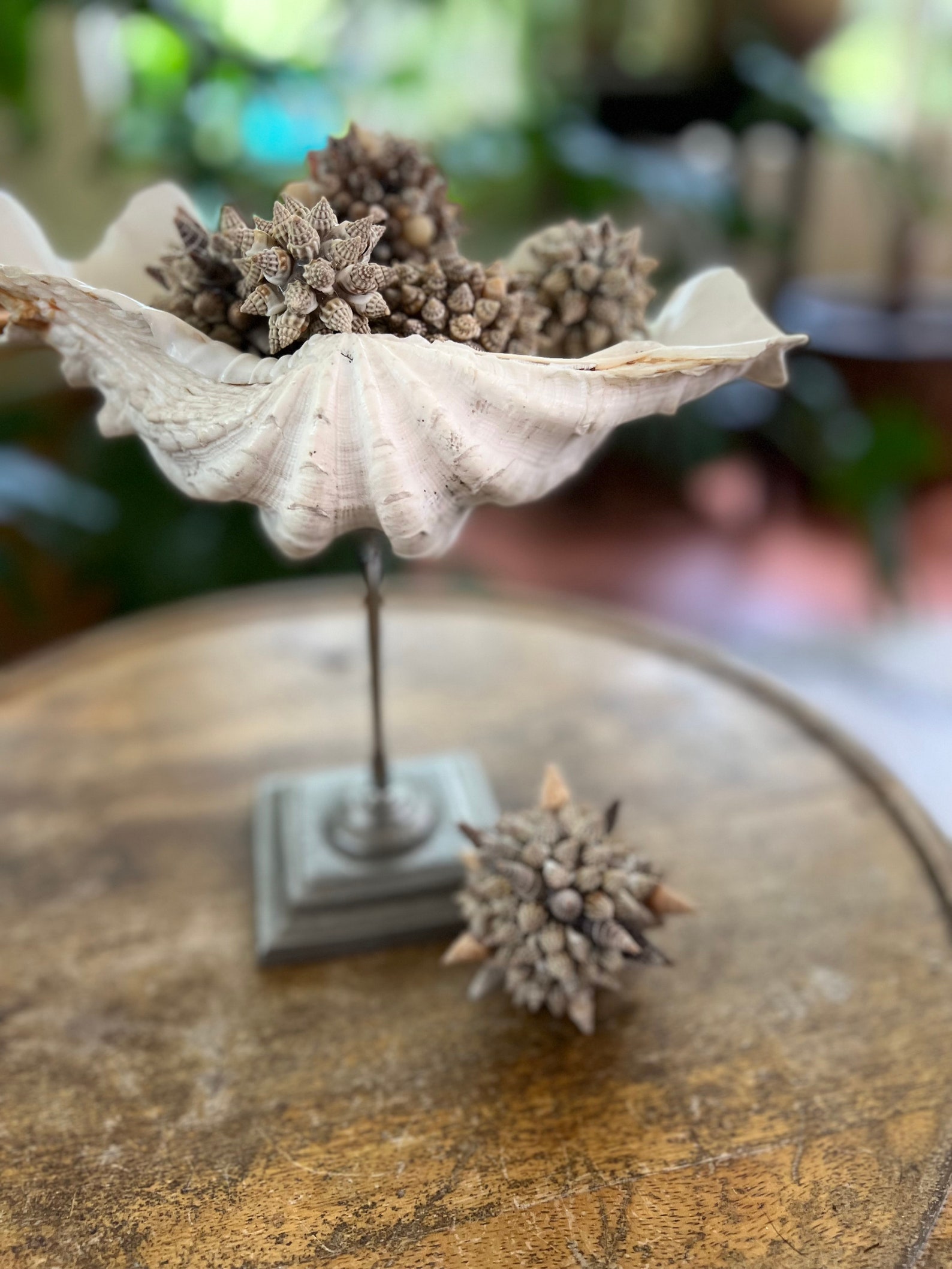 Sea Shell Orbs - Etsy