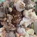 Sea Shell Embellished Bust - Etsy