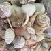Sea Shell Embellished Bust - Etsy
