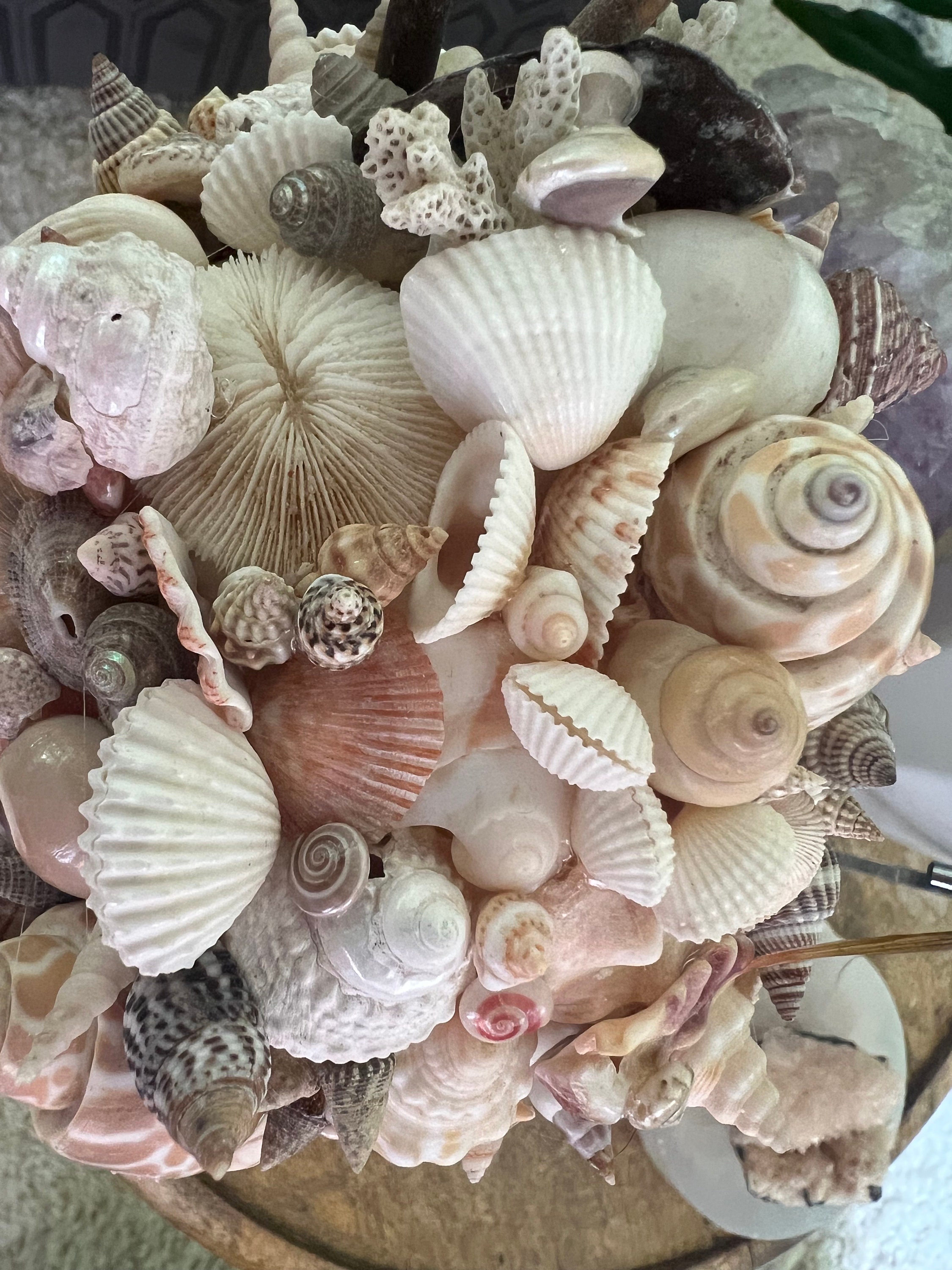 Sea Shell Embellished Bust - Etsy