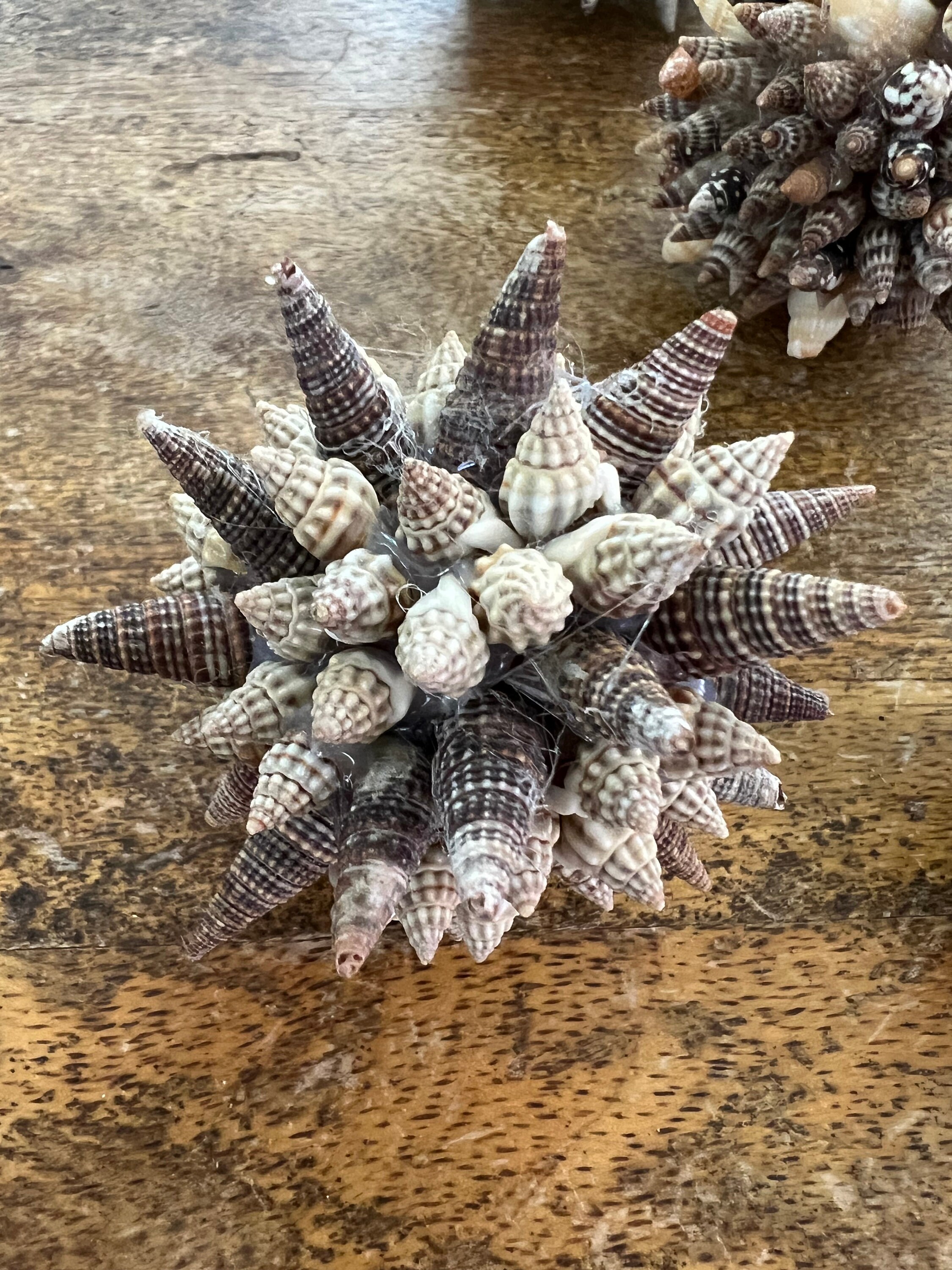 Sea Shell Orbs - Etsy