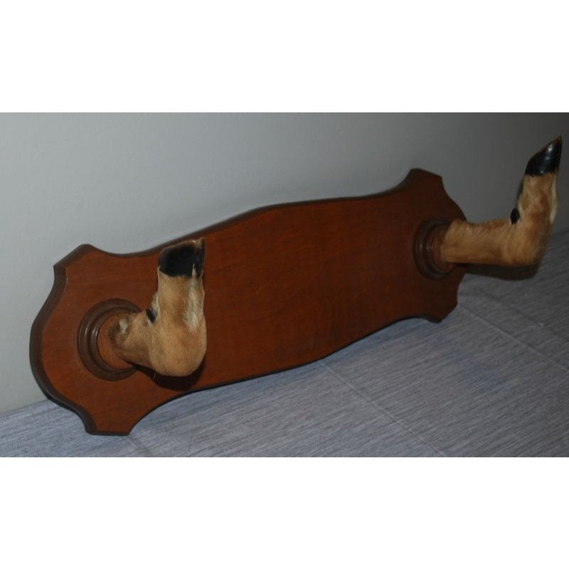 Deer Hoof Gun Rack Taxidermy Foot Feet on Wooden Mount Coat Clothes - Etsy