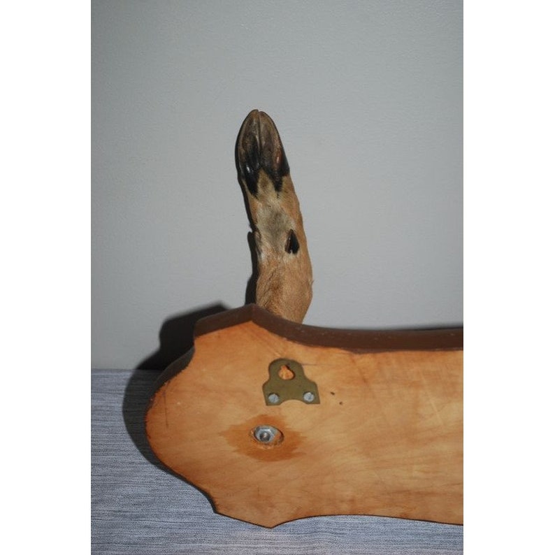 Deer Hoof Gun Rack Taxidermy Foot Feet on Wooden Mount Coat Clothes - Etsy