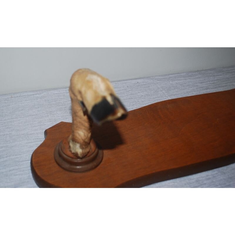 Deer Hoof Gun Rack Taxidermy Foot Feet on Wooden Mount Coat Clothes - Etsy