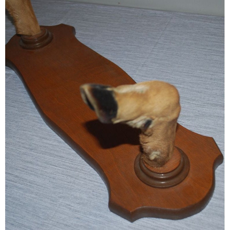 Deer Hoof Gun Rack Taxidermy Foot Feet on Wooden Mount Coat Clothes - Etsy