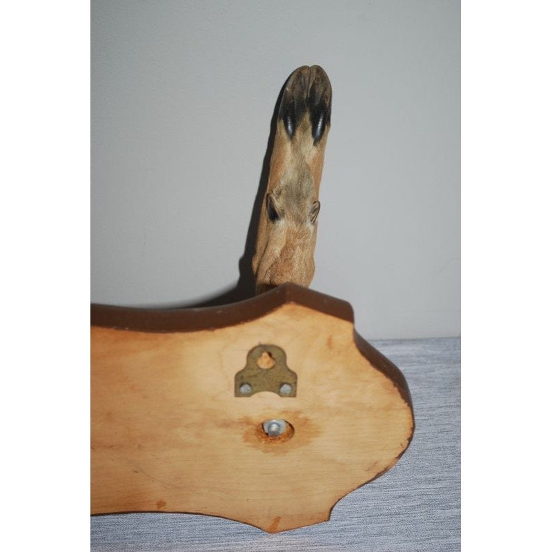 Deer Hoof Gun Rack Taxidermy Foot Feet on Wooden Mount Coat Clothes - Etsy