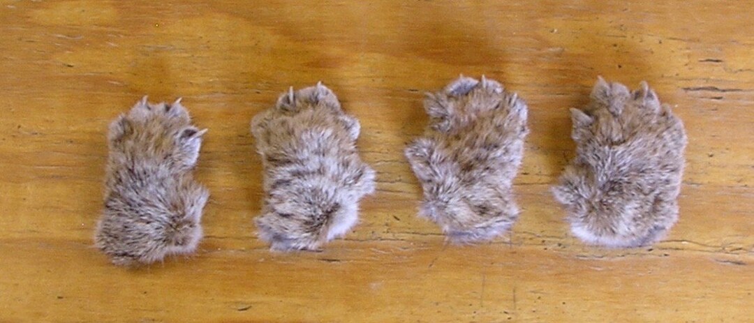 4 Preserved Front Bobcat Paws - Etsy