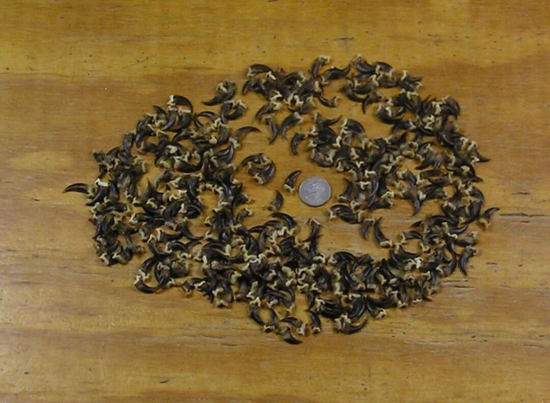 275 Real Coyote Claws - Etsy
