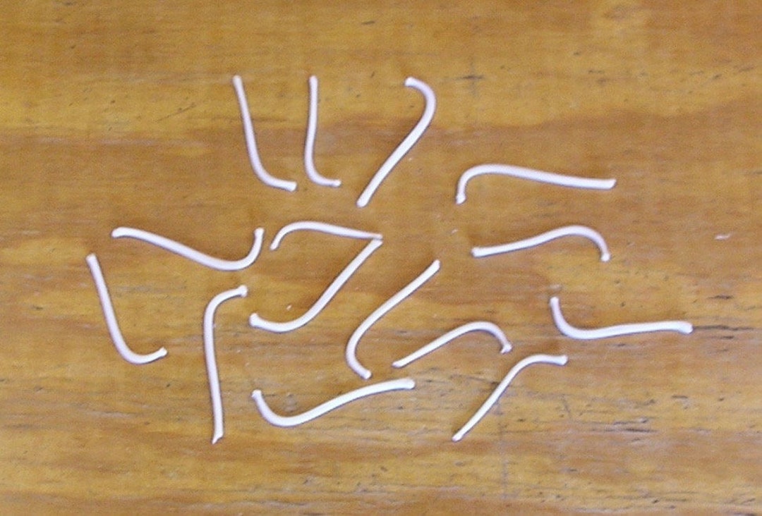 15 Small Raccoon Baculum Bones - Etsy