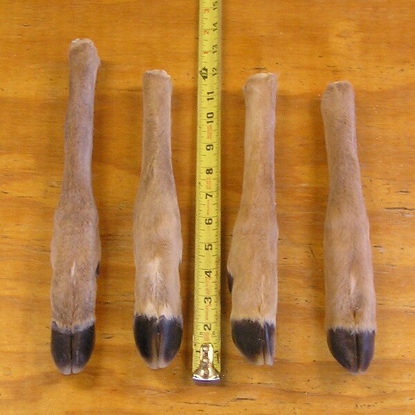 Deer Legs - Etsy