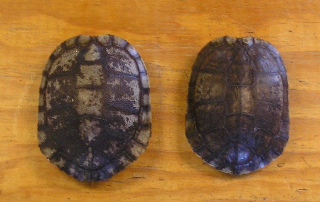 2 Large 7" Red Ear Slider Turtle Shells - Etsy