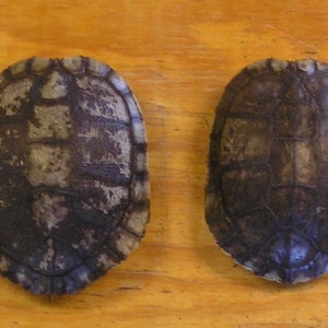 2 Large 7" Red Ear Slider Turtle Shells - Etsy