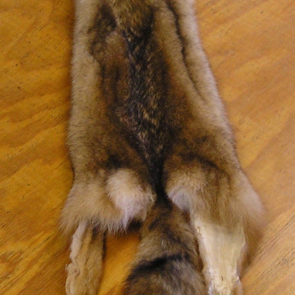Coyote Pelt - Etsy