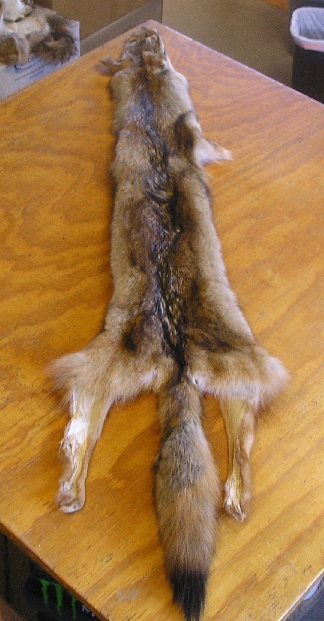 Xxlarge Coyote Pelt for Native American Ceremonies - Etsy
