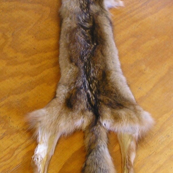 Coyote Pelt - Etsy