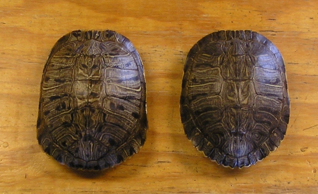 2 Large 7 Red Ear Slider Turtle Shells - Etsy