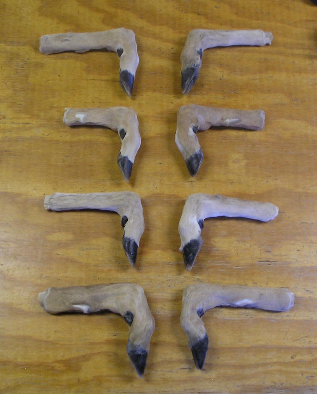 8 Preserved Bent Deer Legs From Farm Raised Deer - Etsy