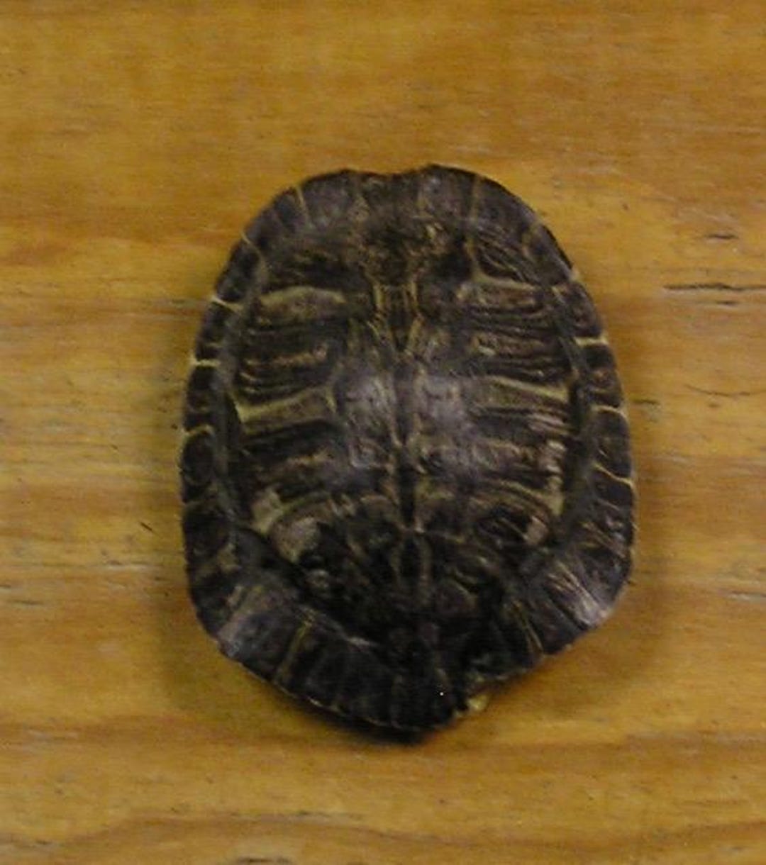 Deformed 6" River Cooter Turtle Shell - Etsy
