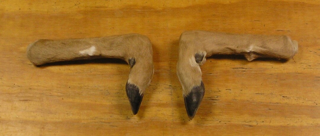 2 Preserved Bent Deer Legs From Farm Raised Deer - Etsy