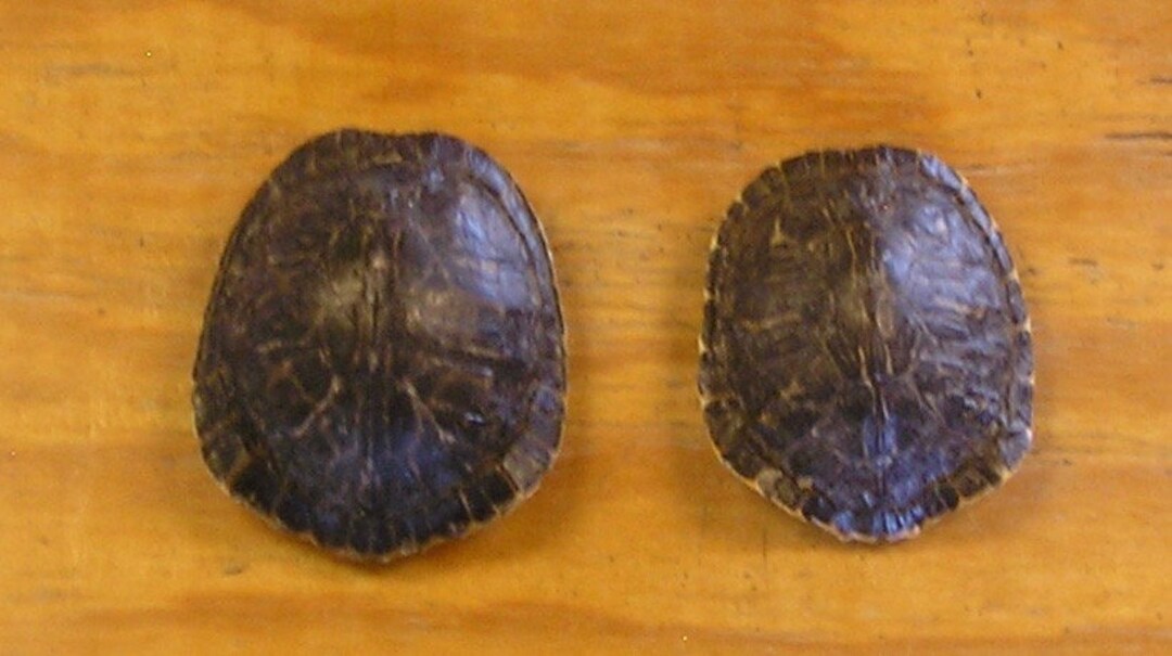 2 - 4" River Cooter Turtle Shells - Etsy