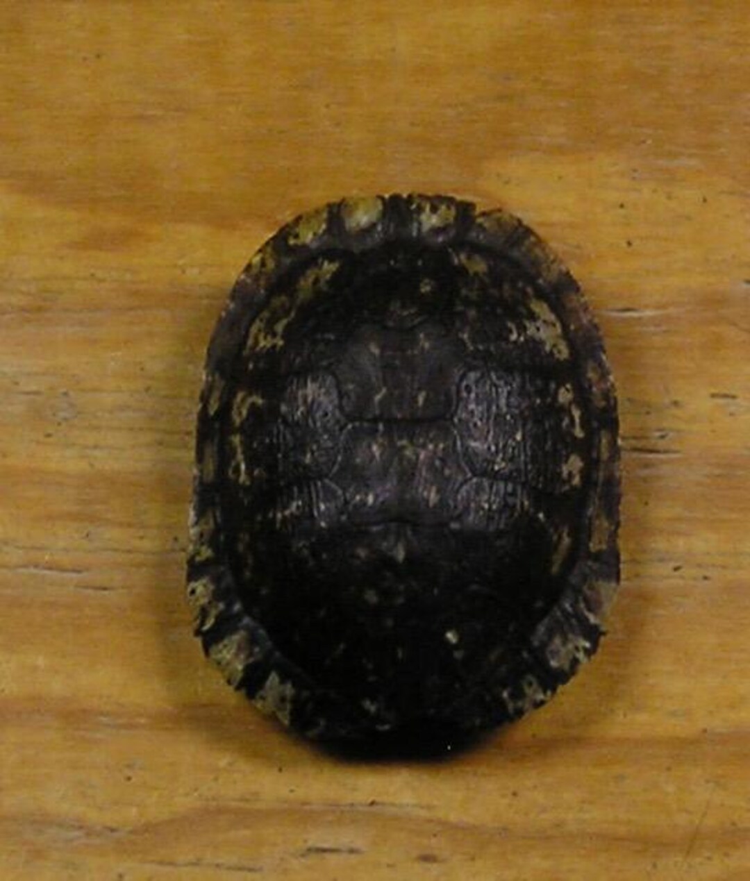 Deformed 6" Red Ear Slider Turtle Shell - Etsy