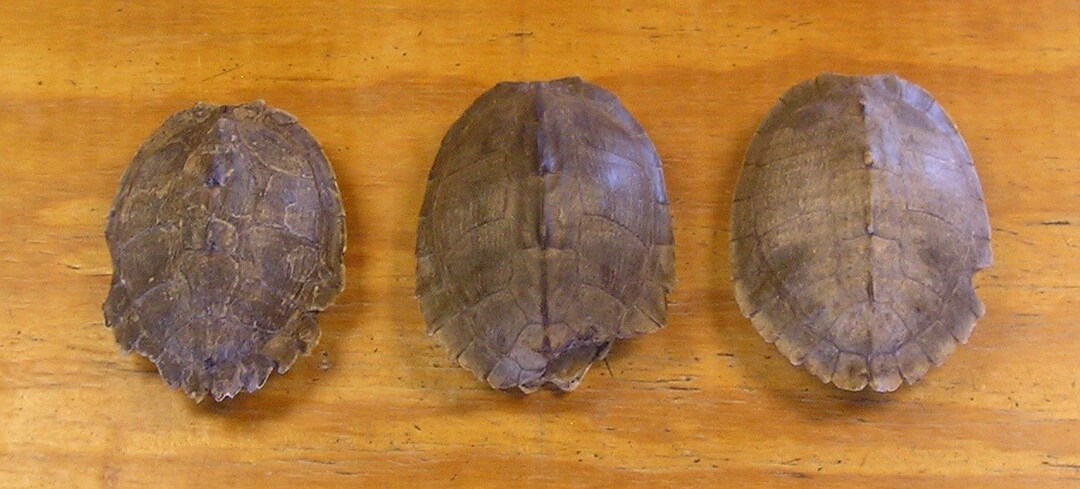 3 2 6 Mississippi River Map Turtle Shells - Etsy