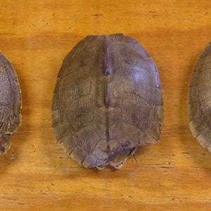 3 2 6 Mississippi River Map Turtle Shells - Etsy