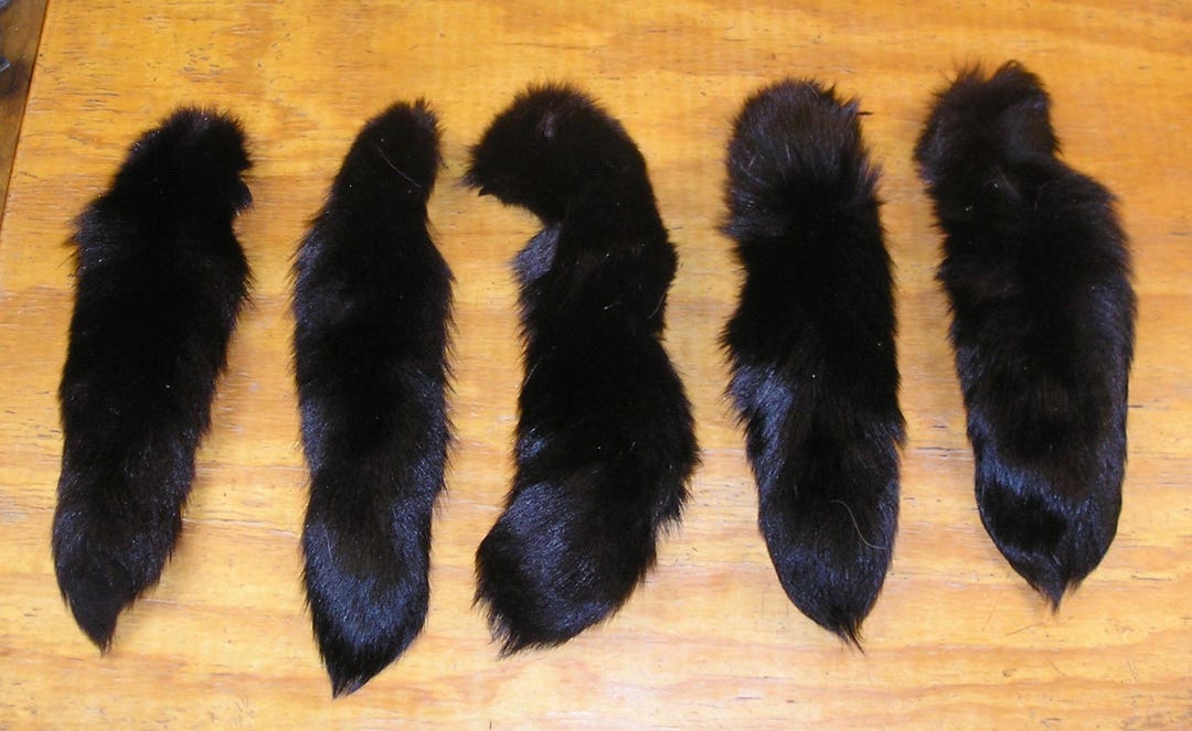 5 Black Fox Tails for Native American Ceremonies - Etsy