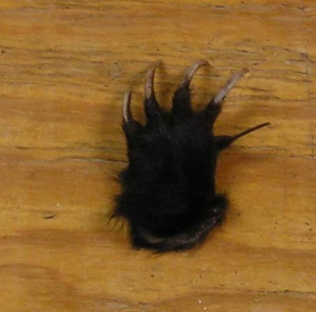 Preserved Front Badger Paw - Etsy