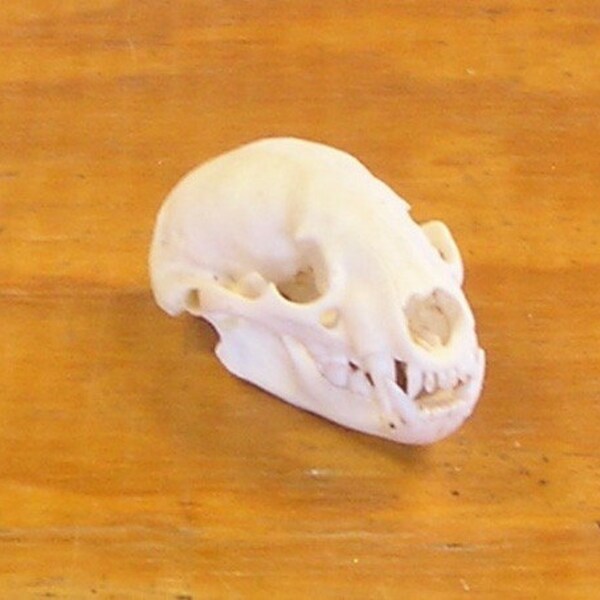 Badger Skull - Etsy