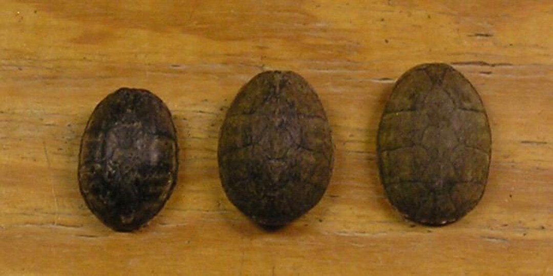 3 Musk Turtle Shells - Etsy
