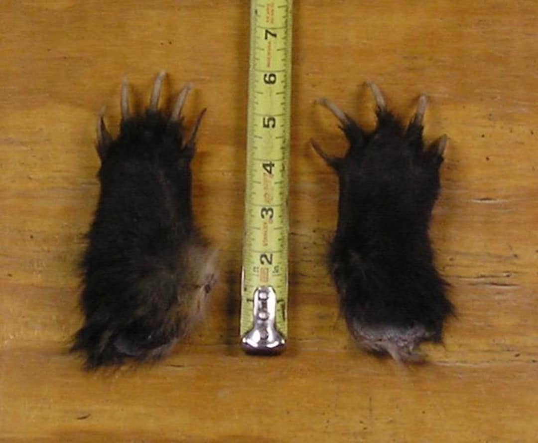 Set of Preserved Front Badger Paws - Etsy