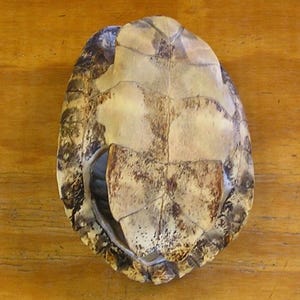 Xxxlarge 10" River Cooter, Yellow Belly Turtle Shell - Etsy