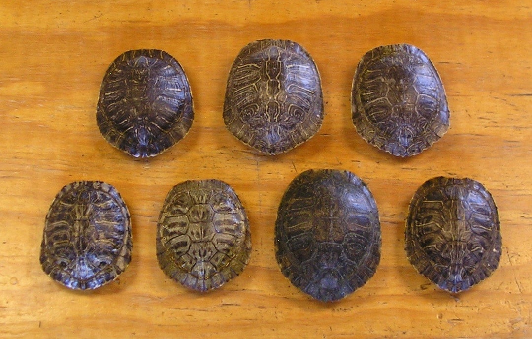 7 - 4" Red Ear Slider Turtle Shells - Etsy