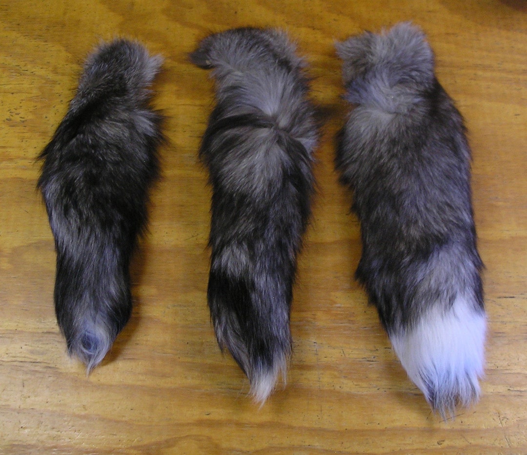 3 Huge Indigo Fox Tails for Native American Ceremonies - Etsy
