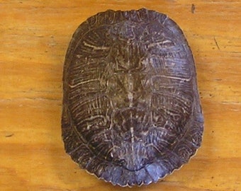 6 to 7 Red Ear Turtle Shell Block Pattern 227GS-0607B Y3K - Etsy